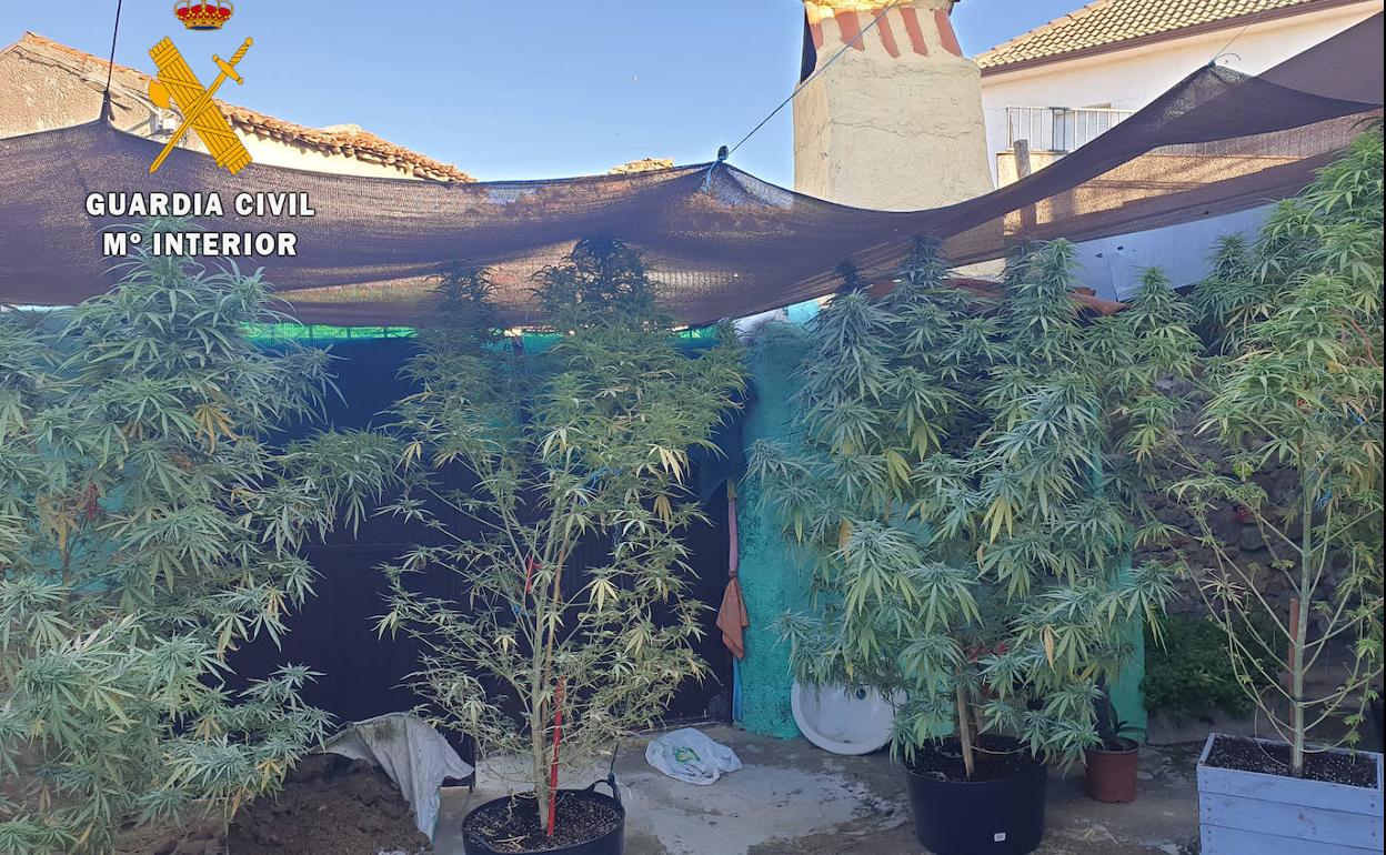La Guardia Civil desmantela tres plantaciones de marihuana en la provincia de Salamanca | El ...